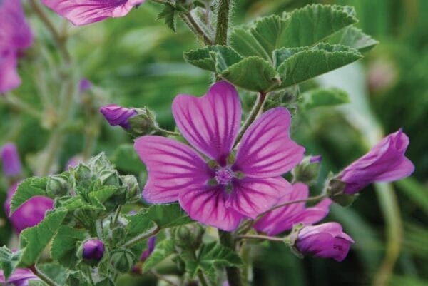 Mallow in Kythera - A Healing Island Herb - Visit Kythera