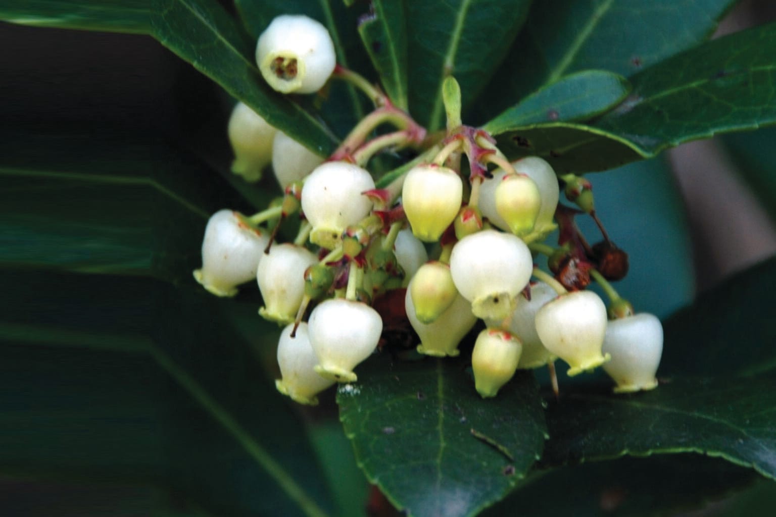 Strawberry Tree in Kythera - A Wild Mediterranean Delight