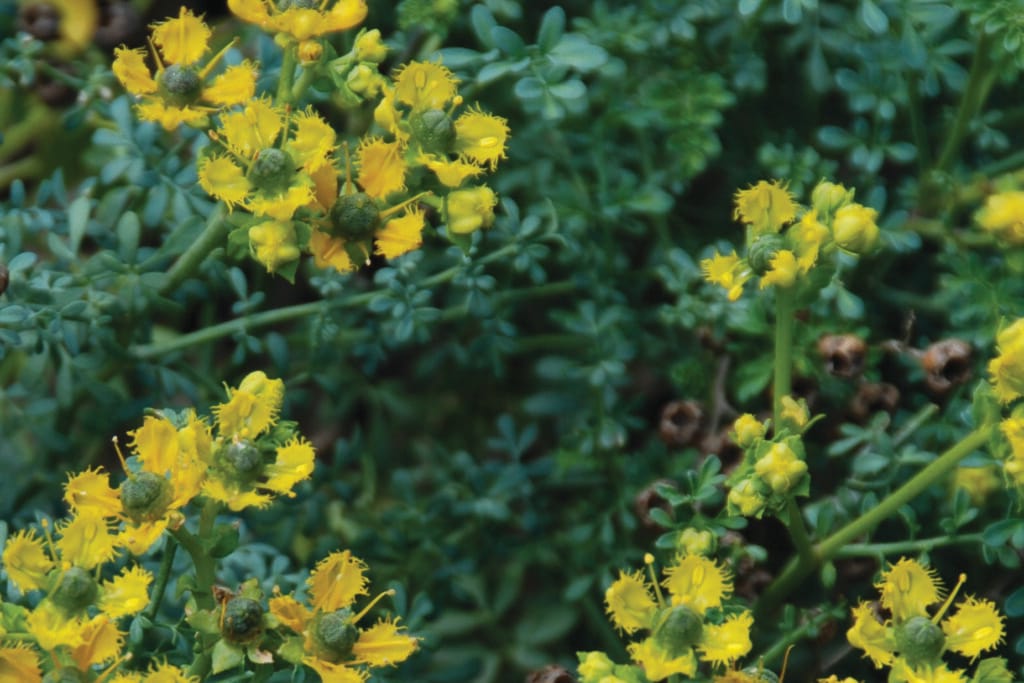 Apiganos (Fringed Rue) in Kythera - A Traditional Medicinal Herb