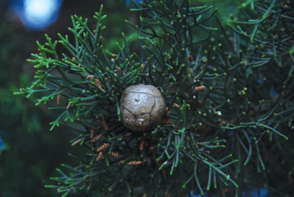 Cypress Trees in Kythera - Towering Symbols of Serenity
